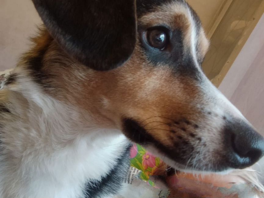 Собака в добрые руки