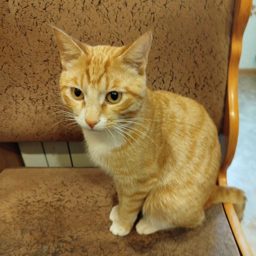 Котята в добрые руки бесплатно мальчик