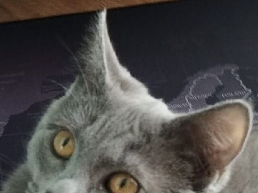 Русская голубая