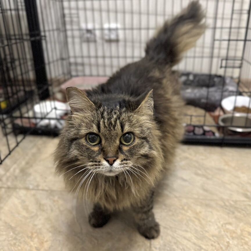 Сибирская, взрослая кошка