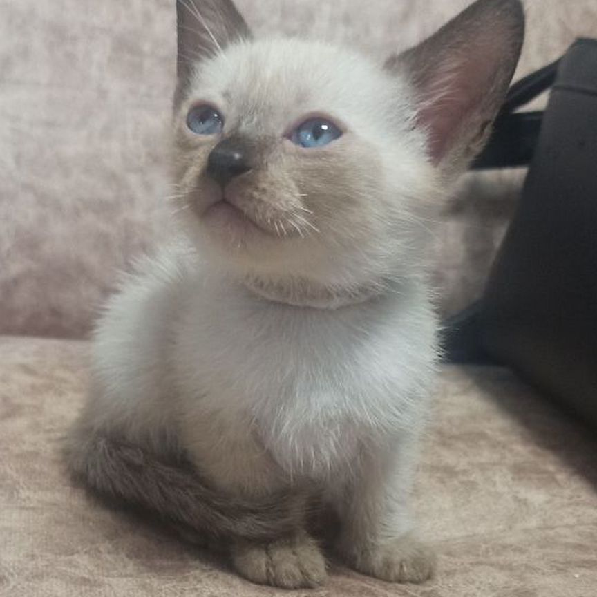 Тайские котята