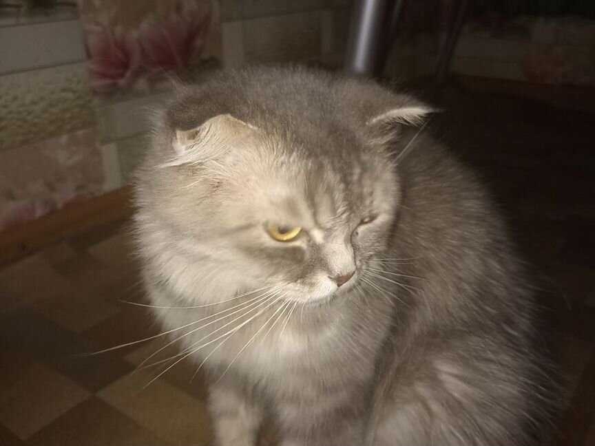 Кошки породистые бесплатно