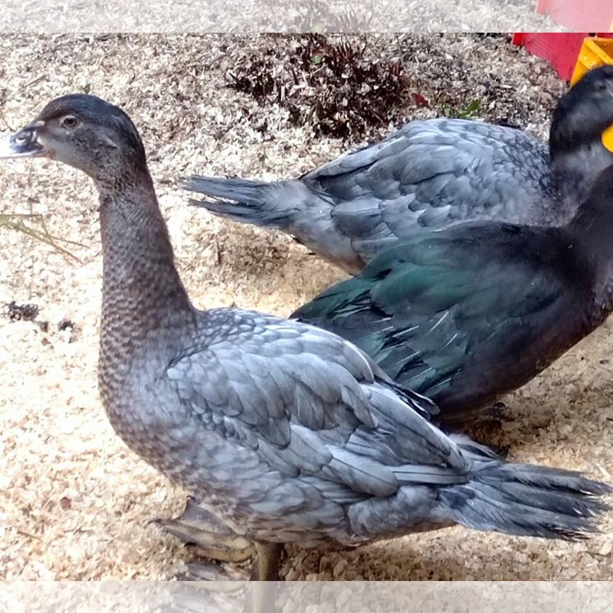 Селезень Индоутки