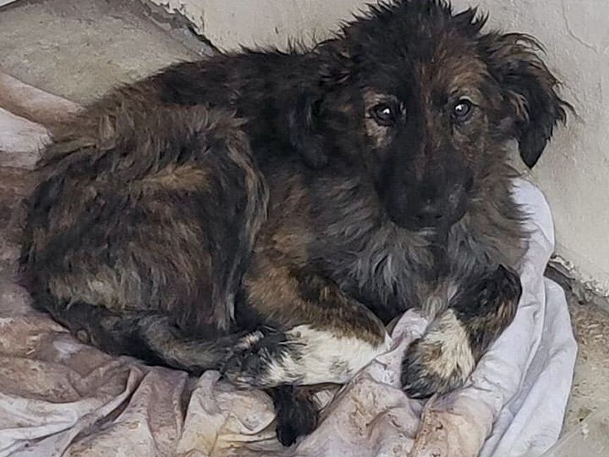 Тигрята спят на бетоне