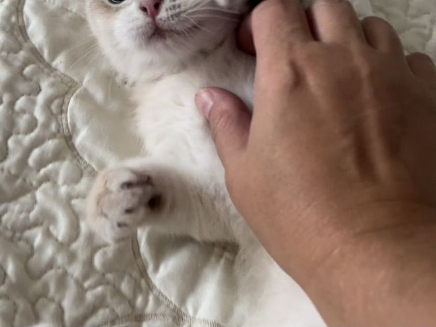 Британская кошка