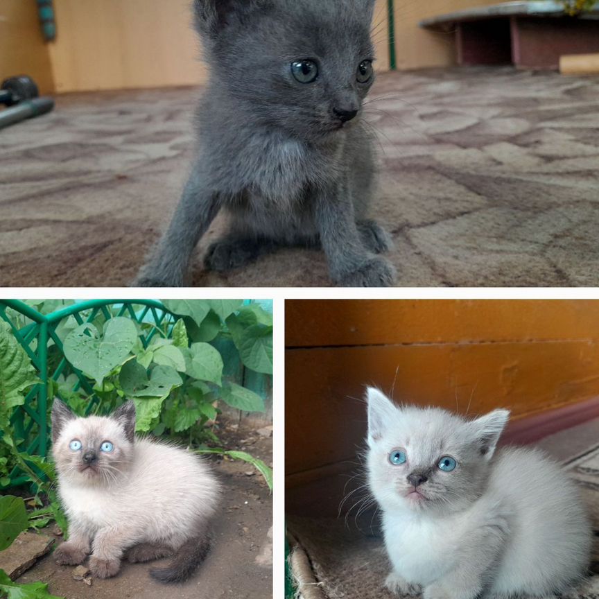 Котята в добрые руки