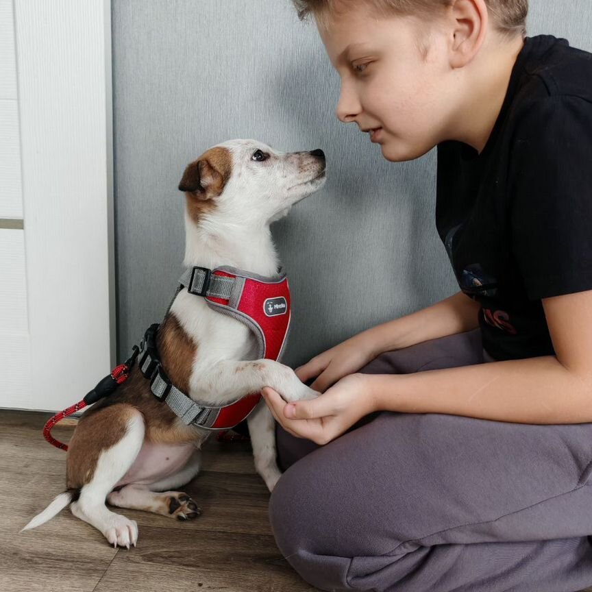 Щенок в добрые руки