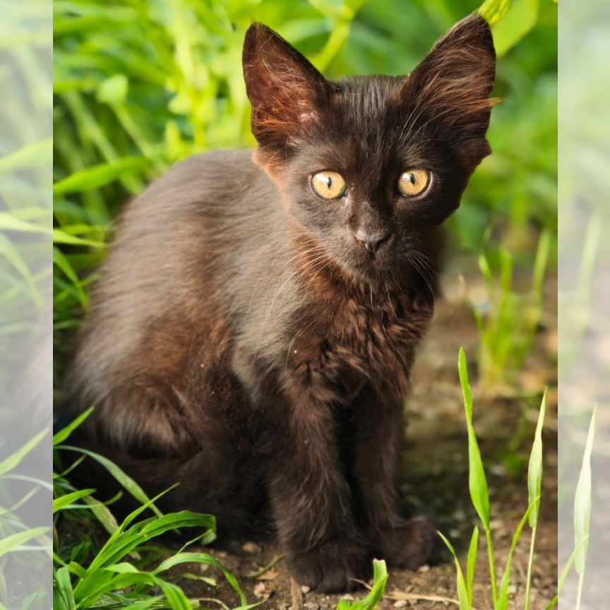 Котёнок в добрые руки