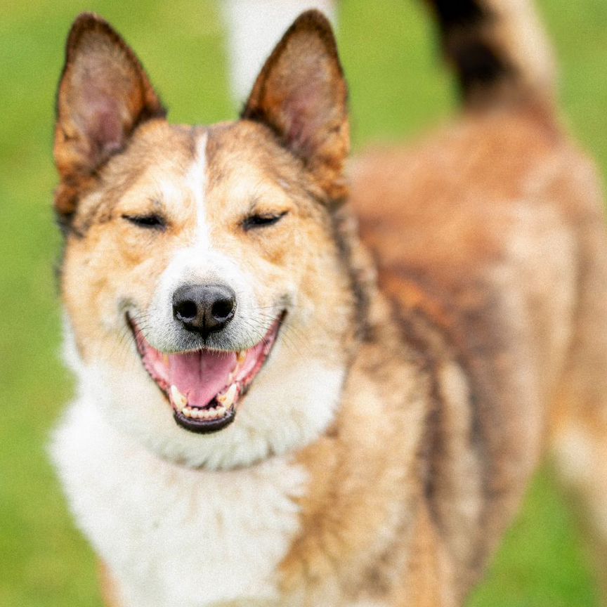 Собака в добрые руки отдам бесплатно