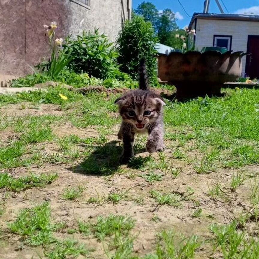 Шотландский вислоухий короткошёрстный котёнок