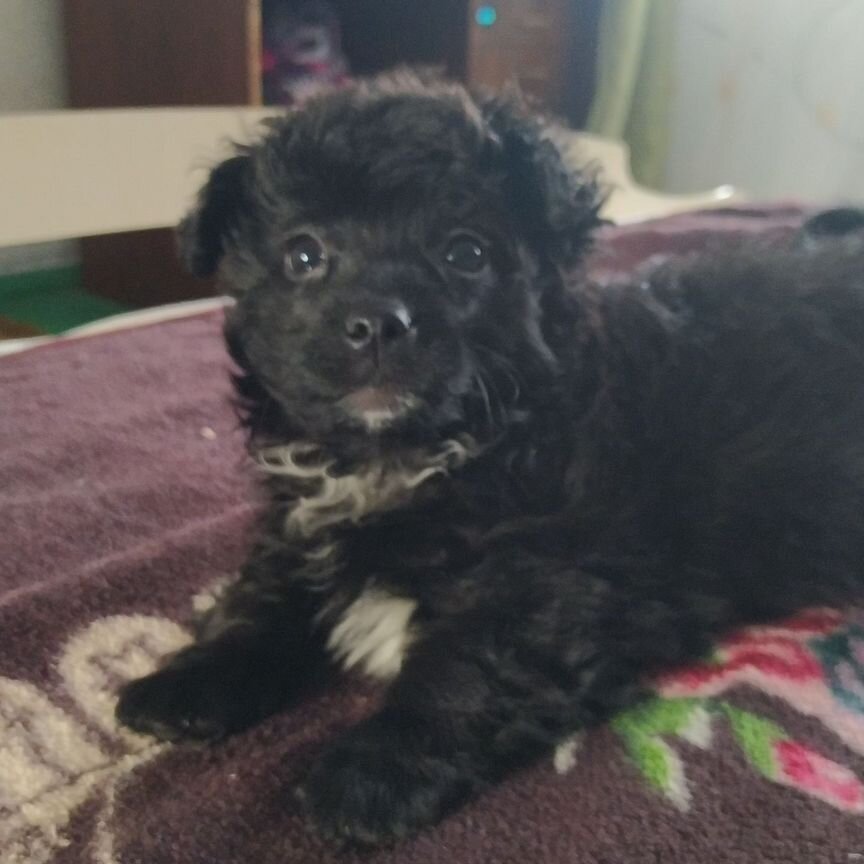 Щенок мультипу