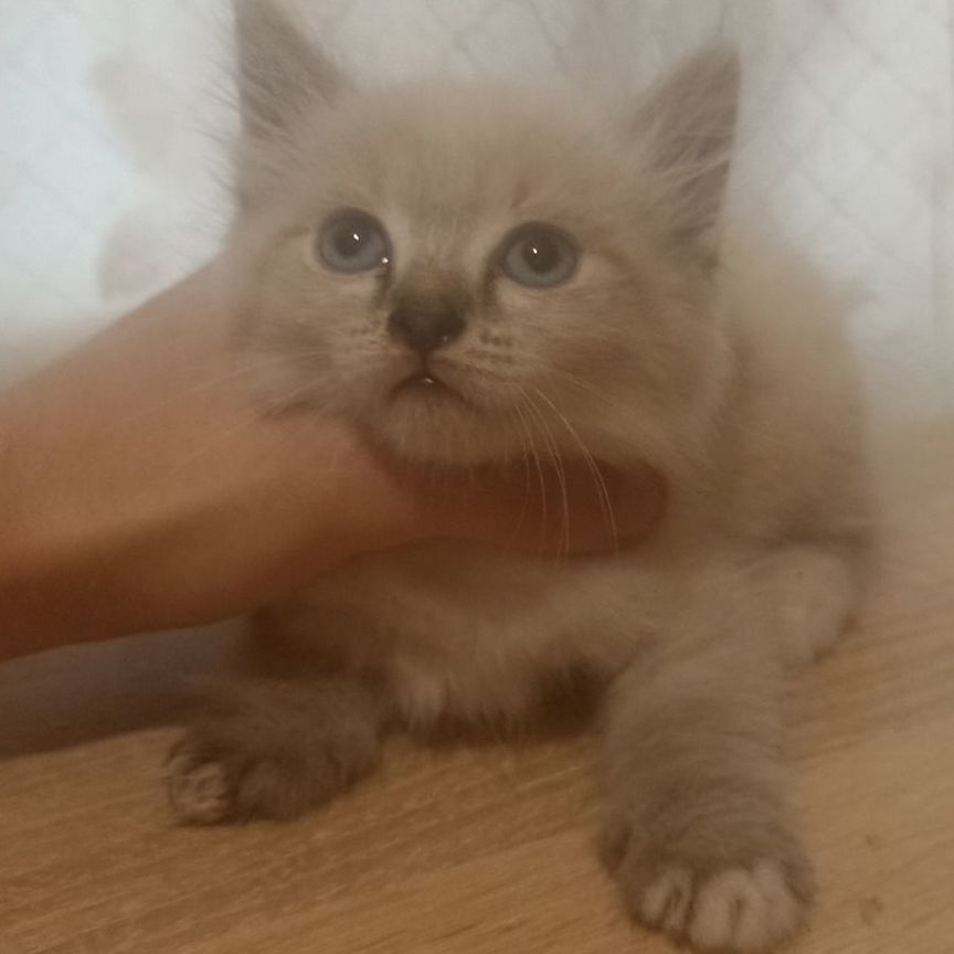Отдам котенка в добрые руки