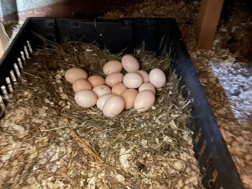 Инкубационное яйцо кур