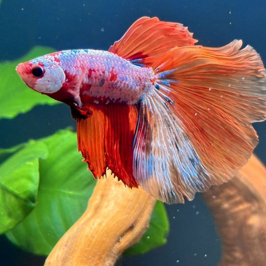 Рыбка петушок Кои