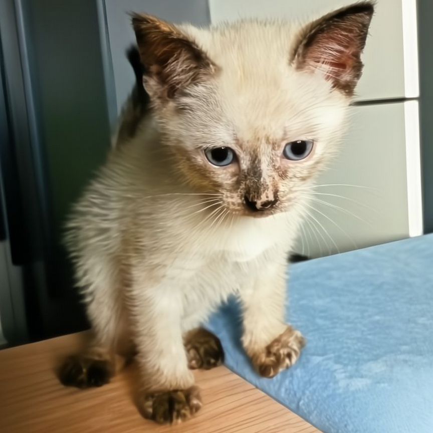 Котёнок в добрые руки