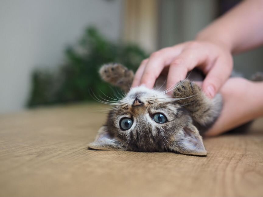 Кошка Тася в дар