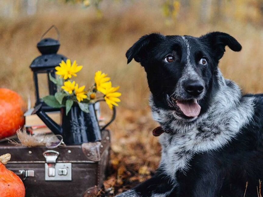 Кольт-борец