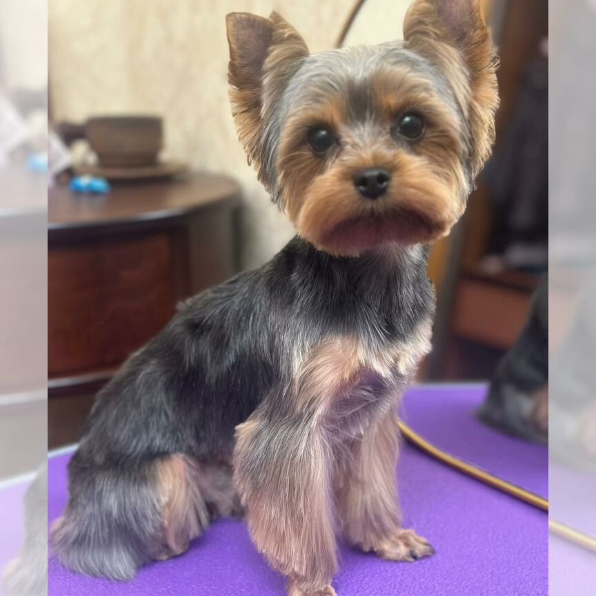 Йоркширский терьер, взрослый пёс