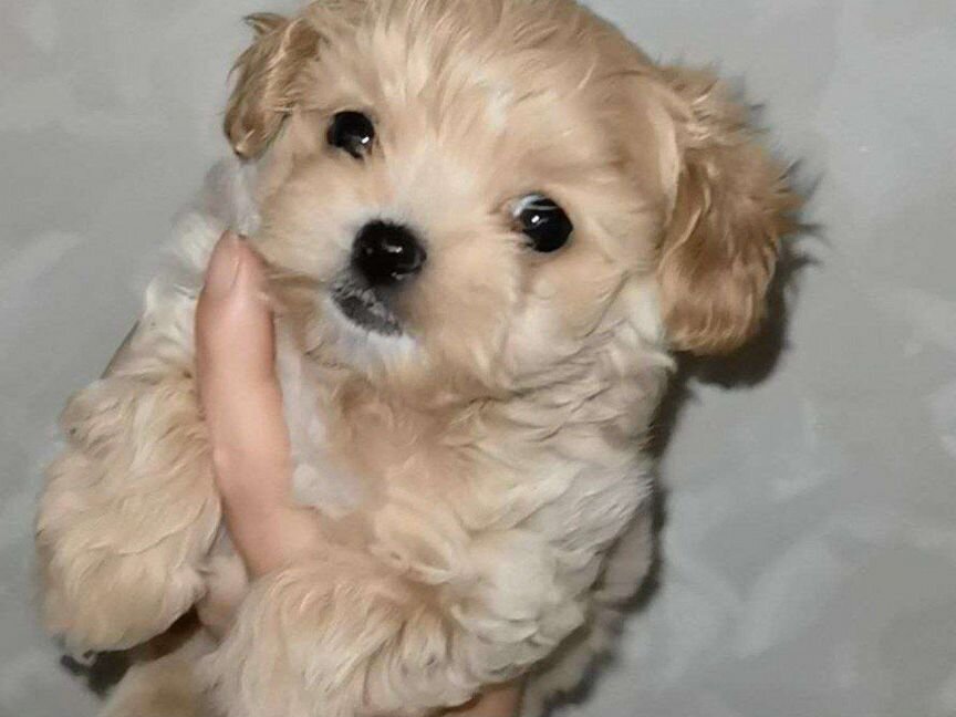 Щенки мальтипу