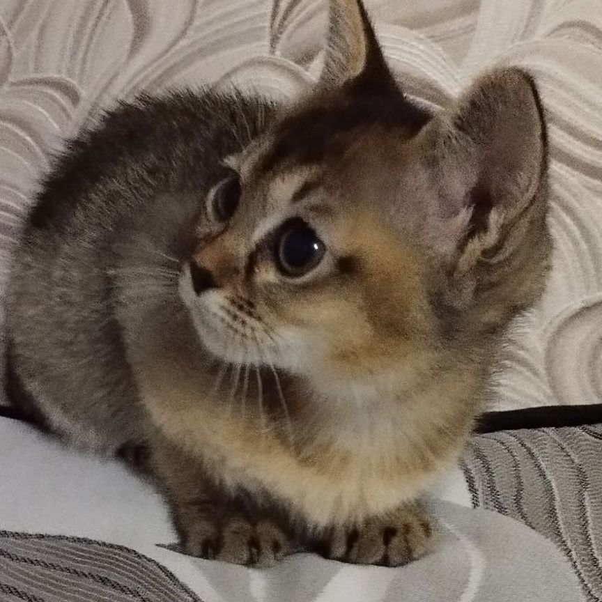 Чаузи котёнок