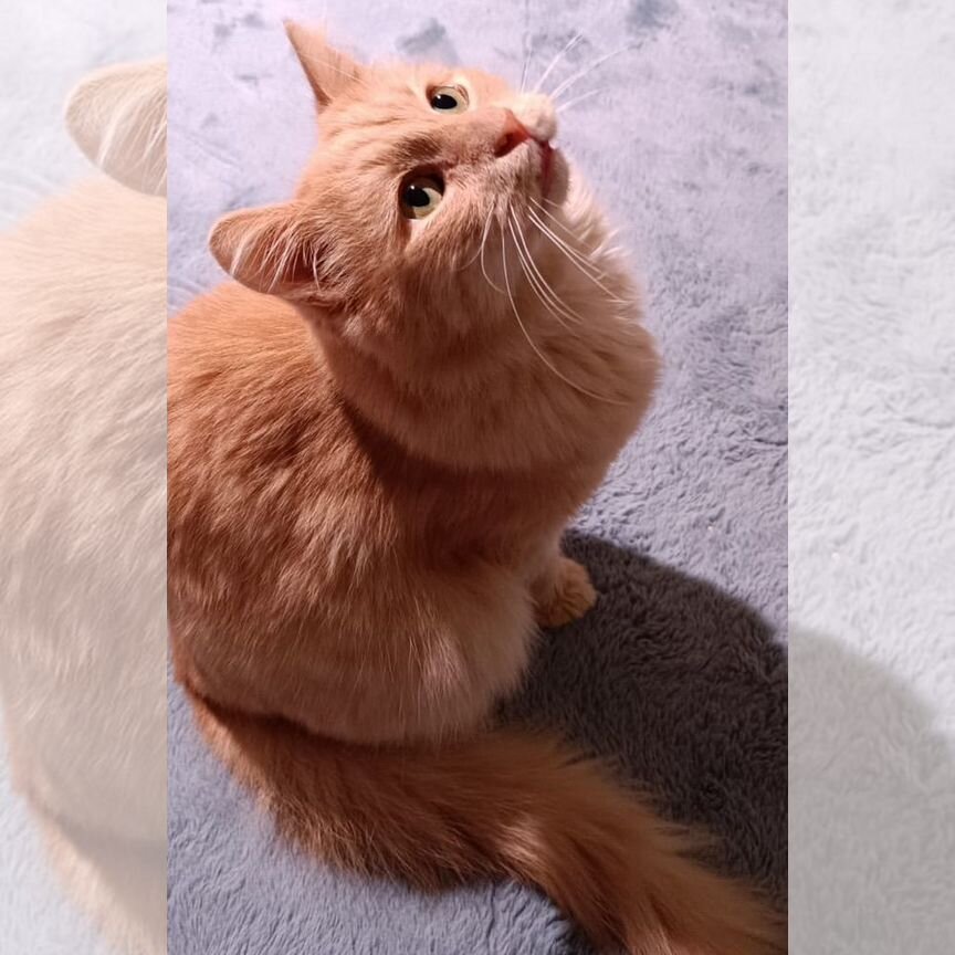 Котик Перс