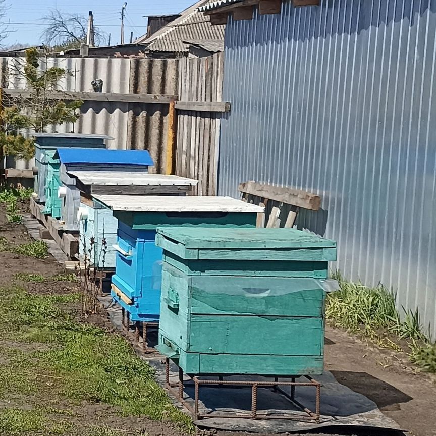 Пчело семьи зимовалые