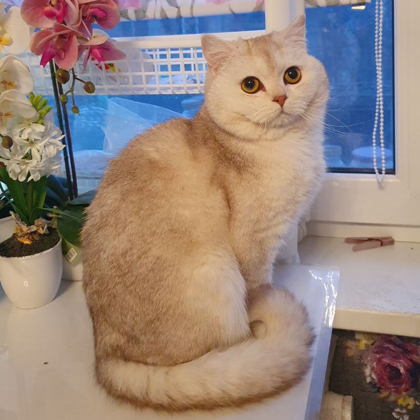 Шотландский прямоухий короткошёрстный кот, вязка