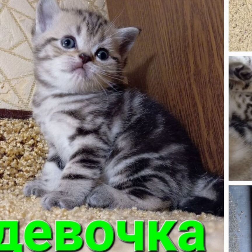 Шотландские Котята