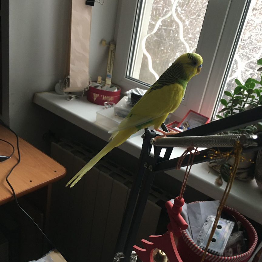 Волнистый попугай отдам