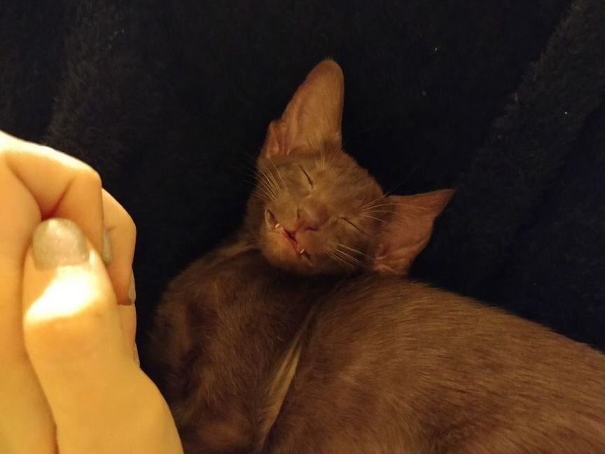 Ориентал котенок