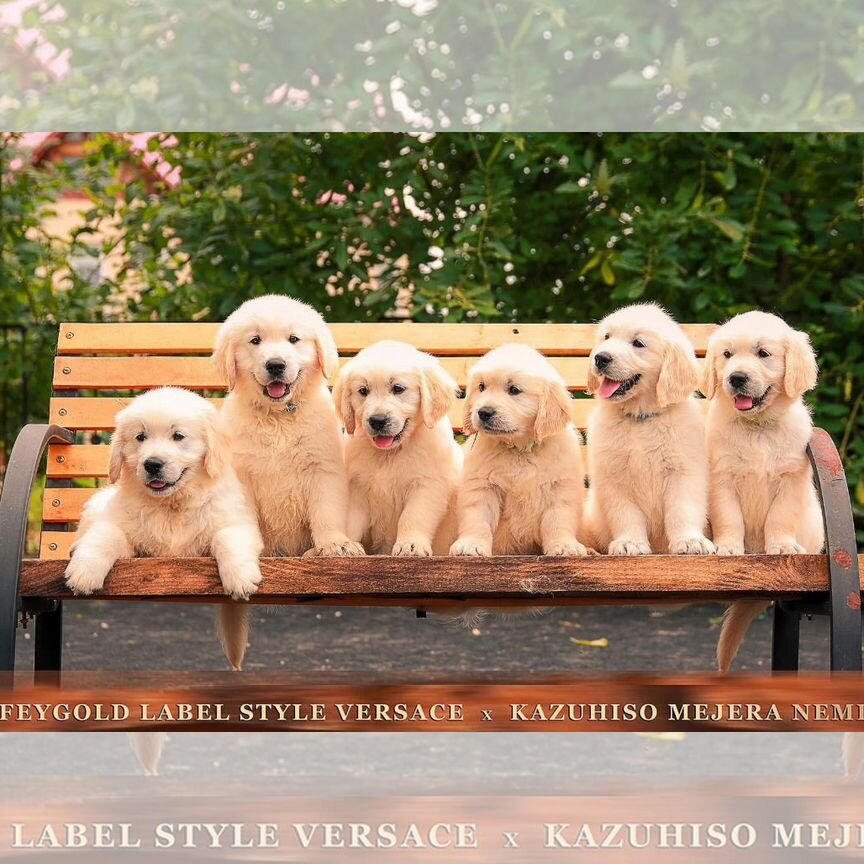 Щенки золотистого ретривера golden retriever