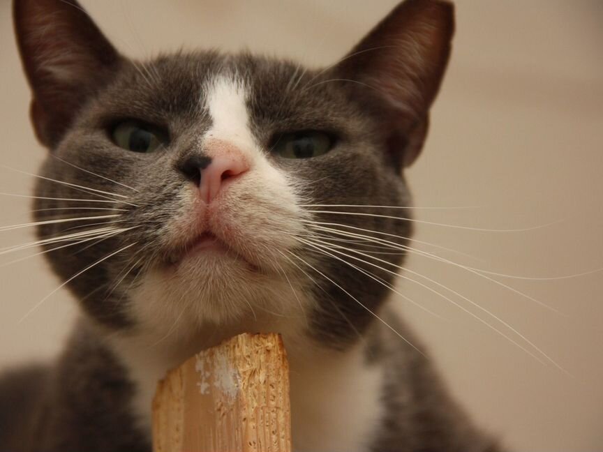 Котик Грей
