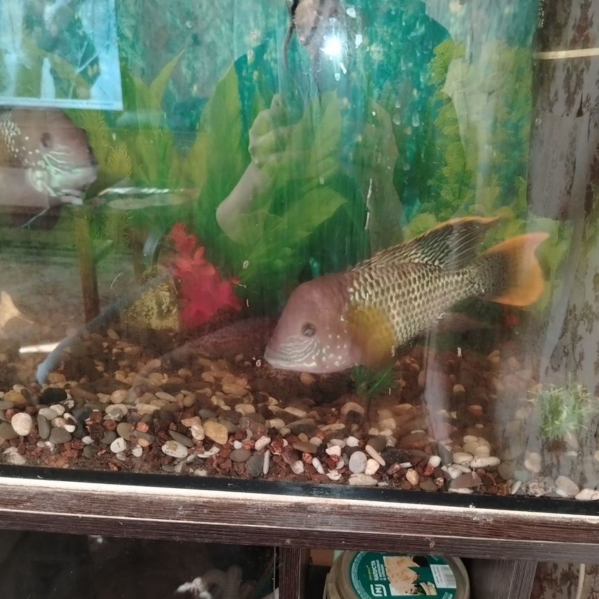 Голубая акара, цихлиды 4 штуки