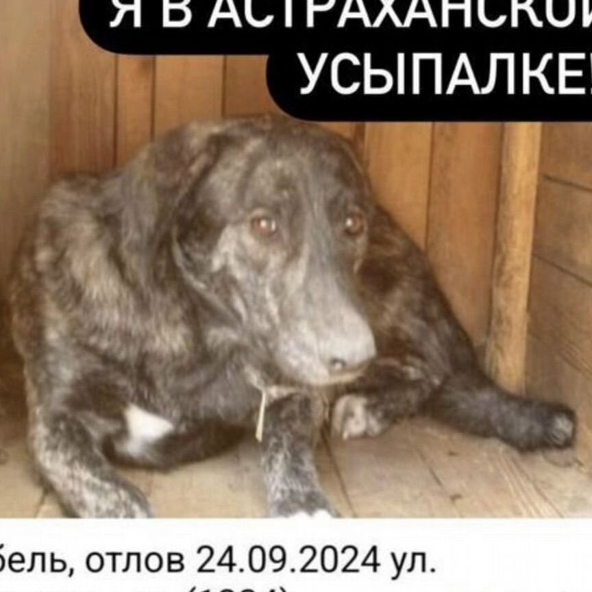 Спасите собаку из усыпалки