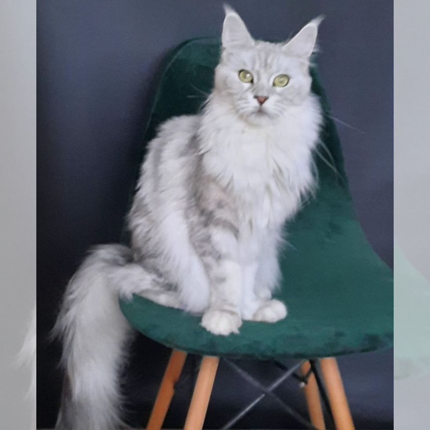 Кошки