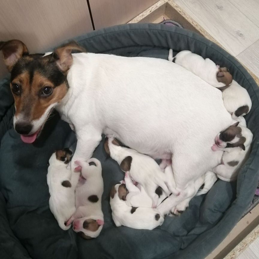 Джек-рассел-терьер, щенок