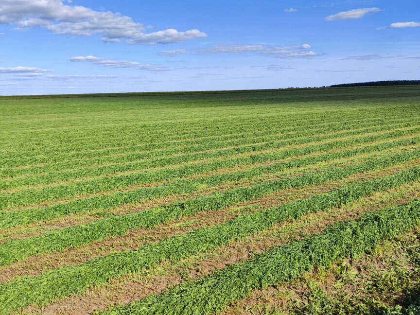 Продам сено в рулонах