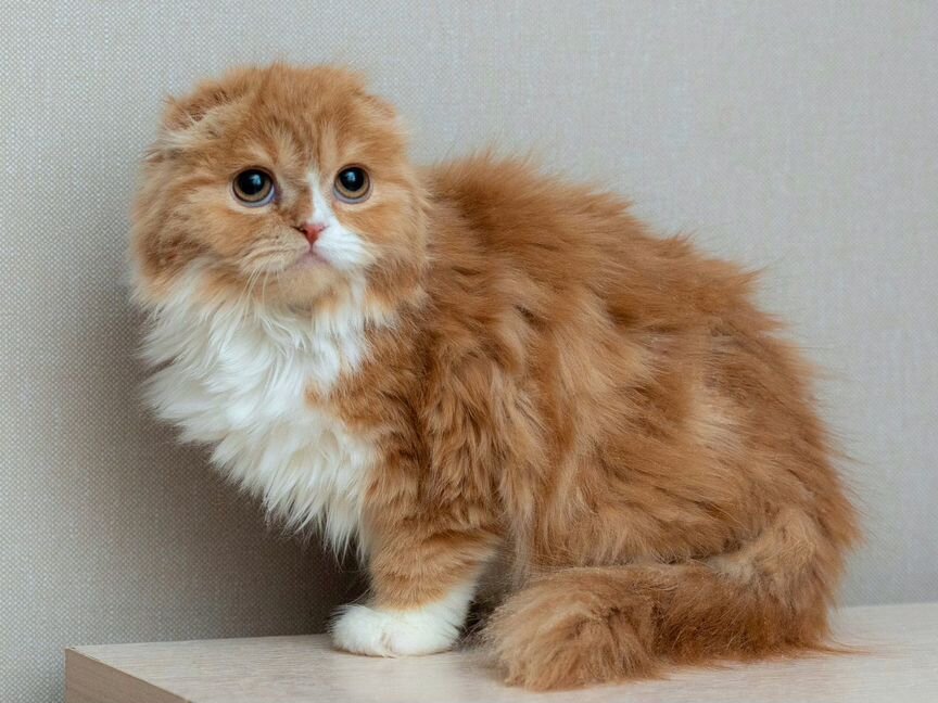 Шотландская вислоухая кошка