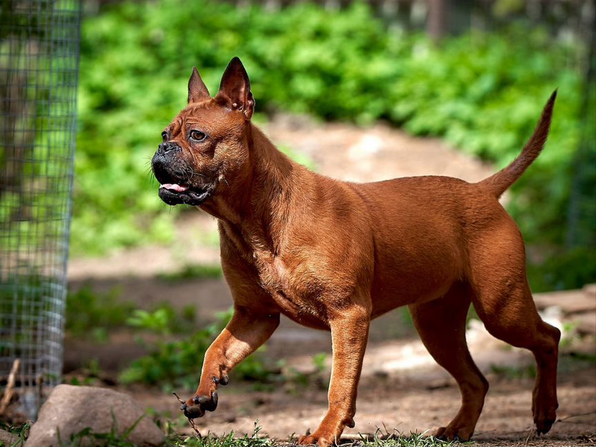 Китайский Чунцин отдам. Только парой