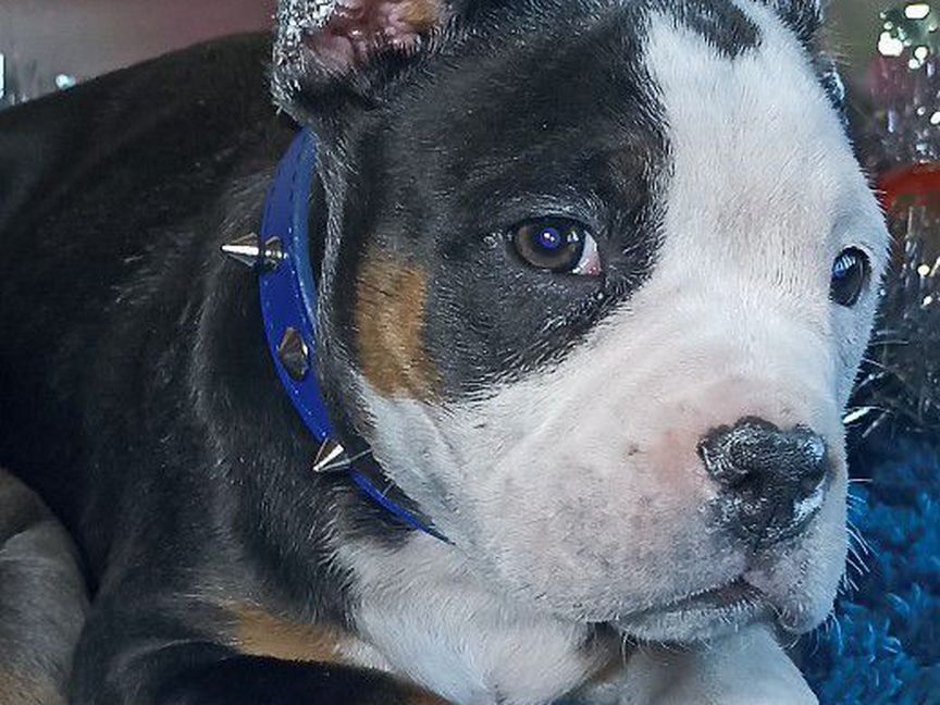 Булли щенки