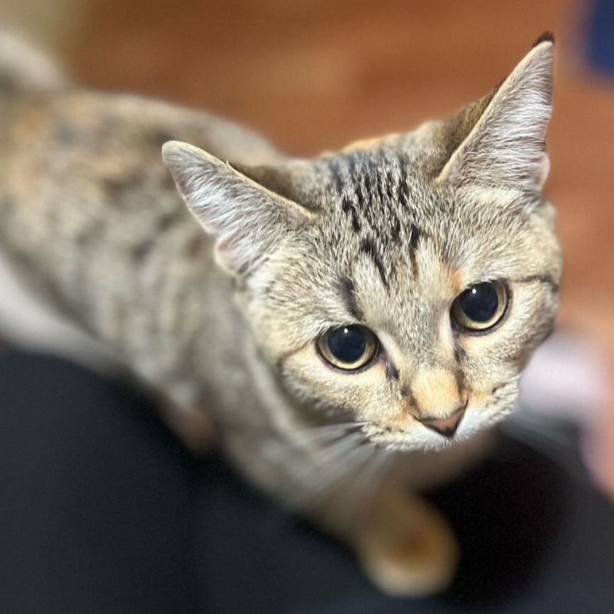 Бенгальская, взрослая кошка