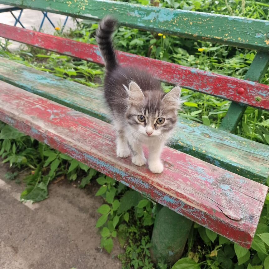 Котёнок в добрые руки, очень нужна семья