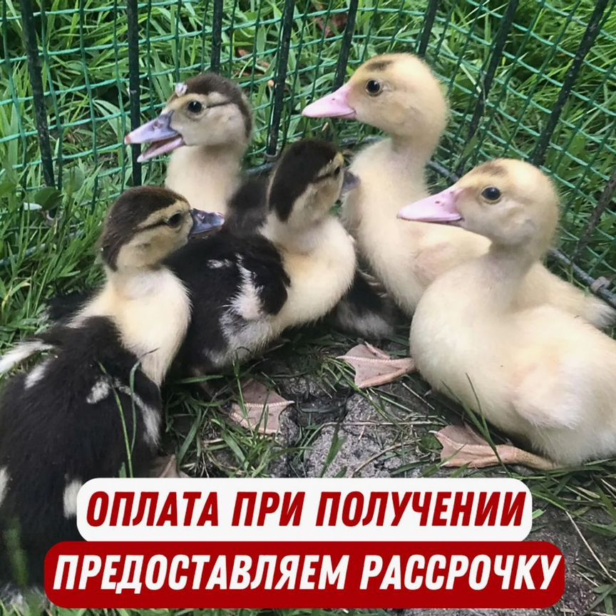 Утята оптом от 50 штук доставка бесплатная