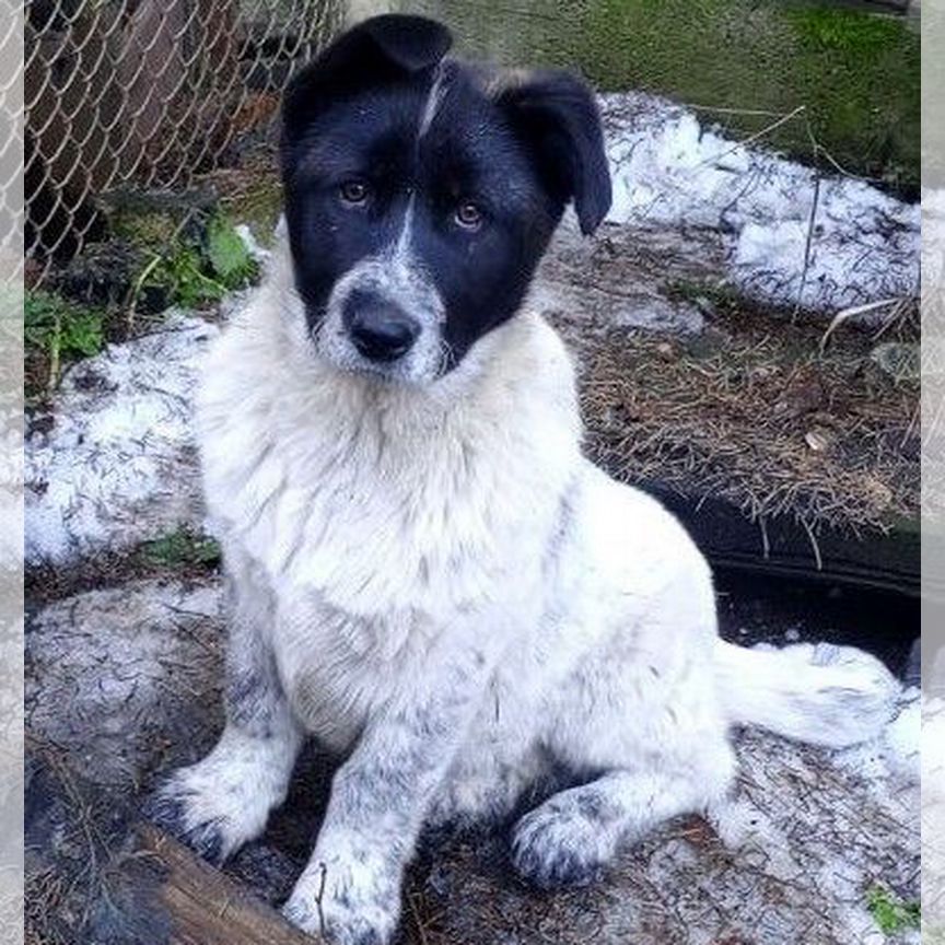 Щенок в добрые руки