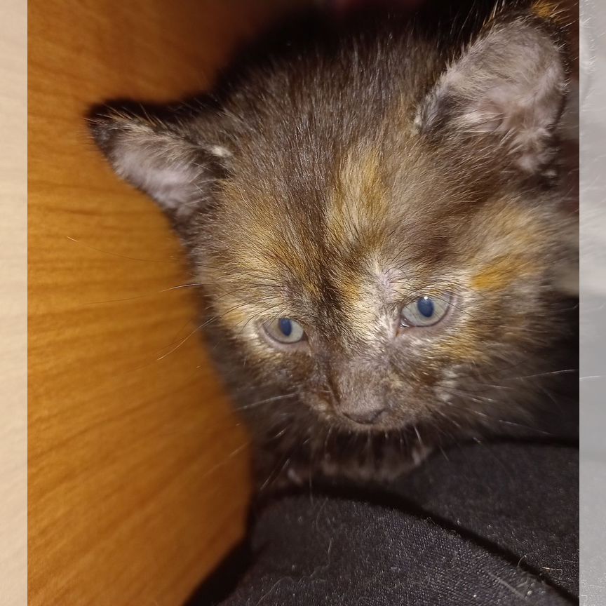 Котята