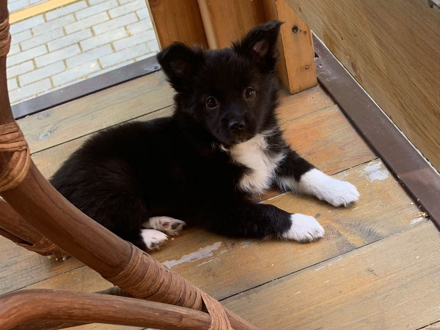 Маленькая собака