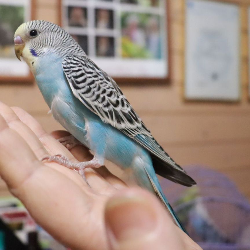 Волнистые попугаи