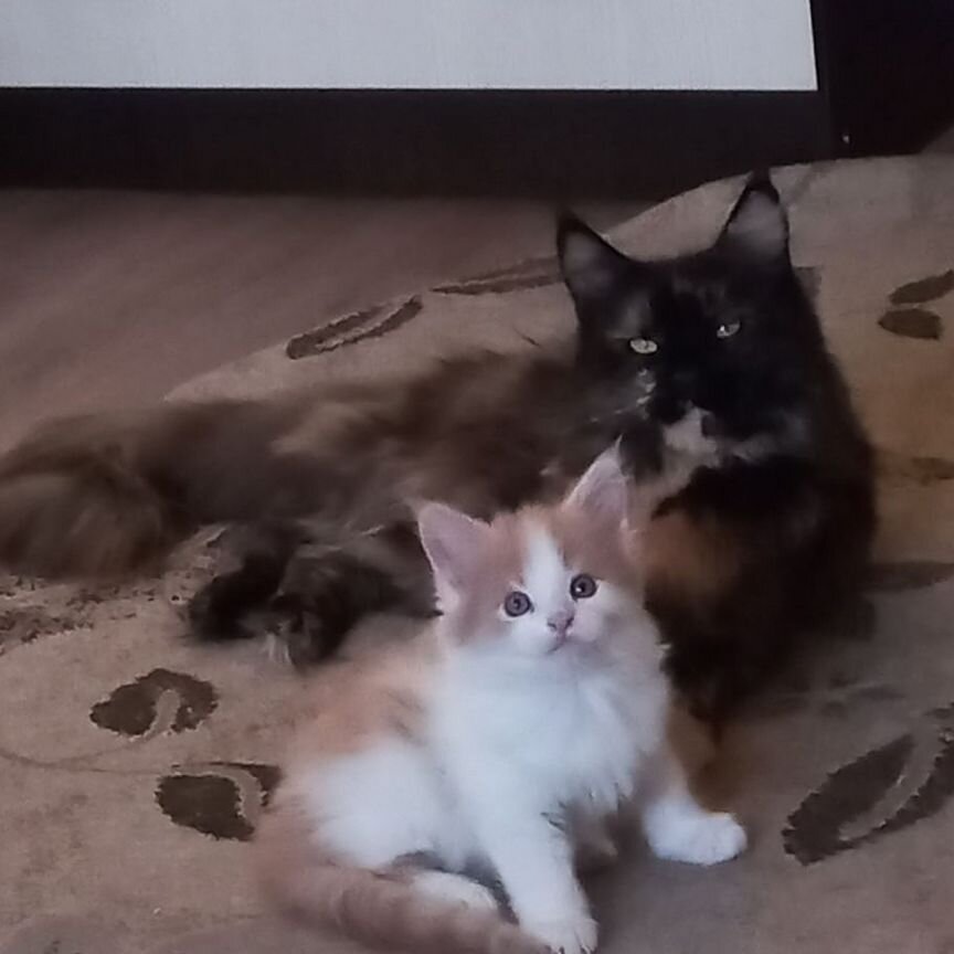 Котята мейн-кун