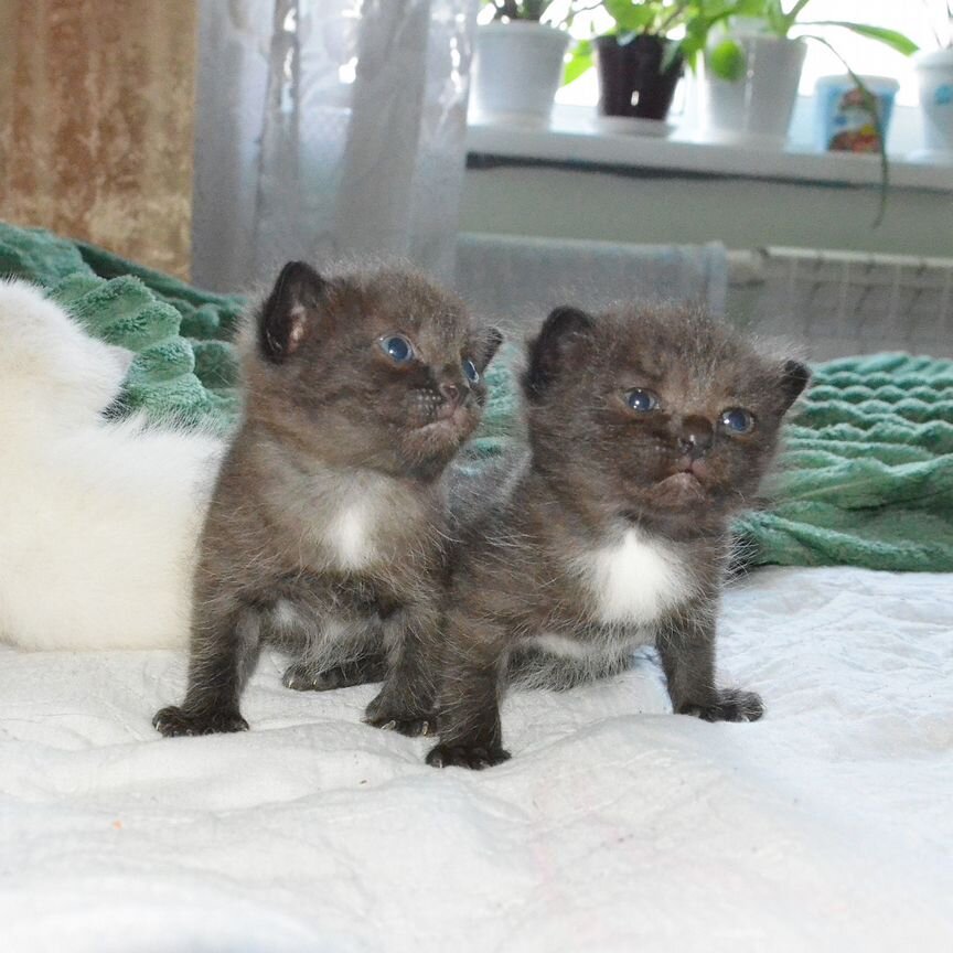 Котятки тайские в добрые руки