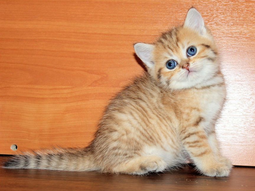 Британские котята